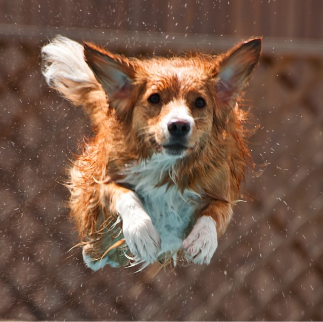 Canine Higher Learning's HIGH DRIVE DOGS